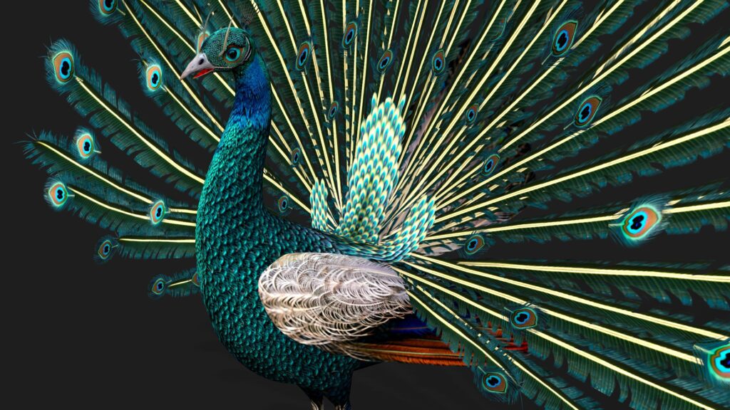 Peacock_V1E - ANIMATED