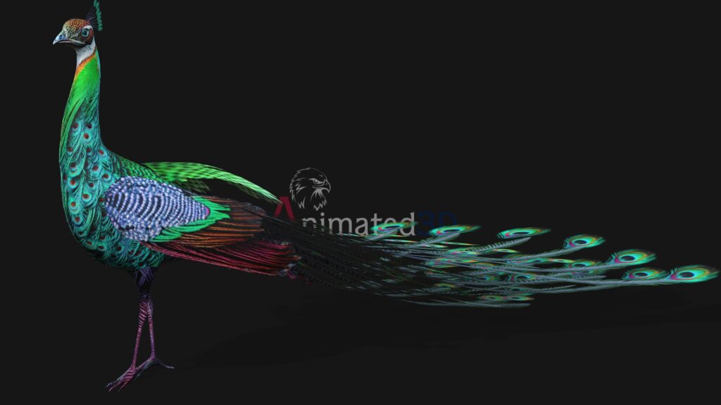 Peacock_A3 - ANIMATED