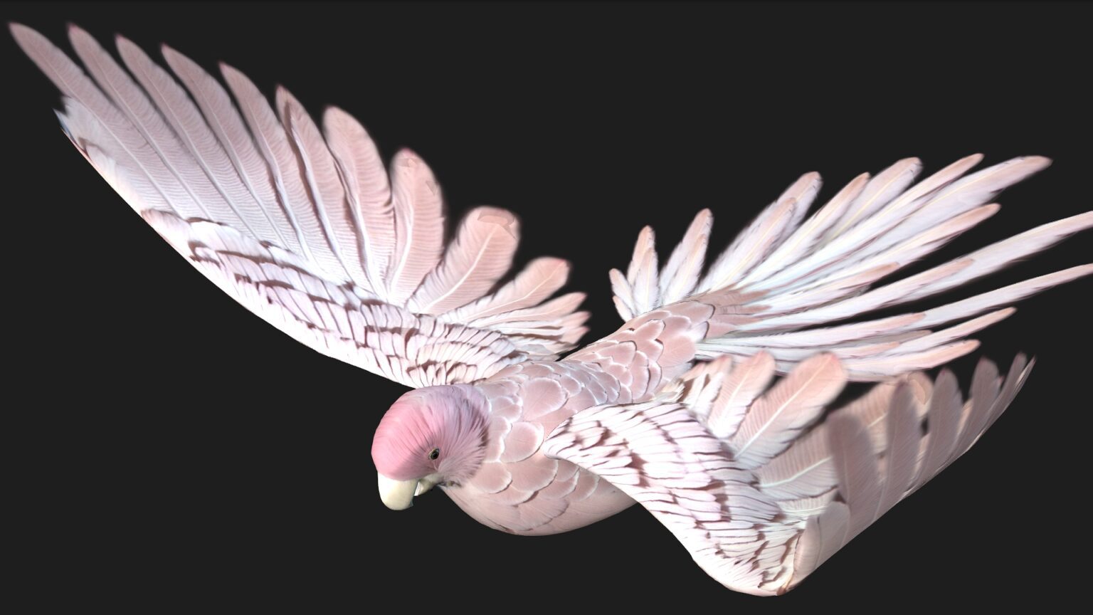 Parrot_A9 - ANIMATED