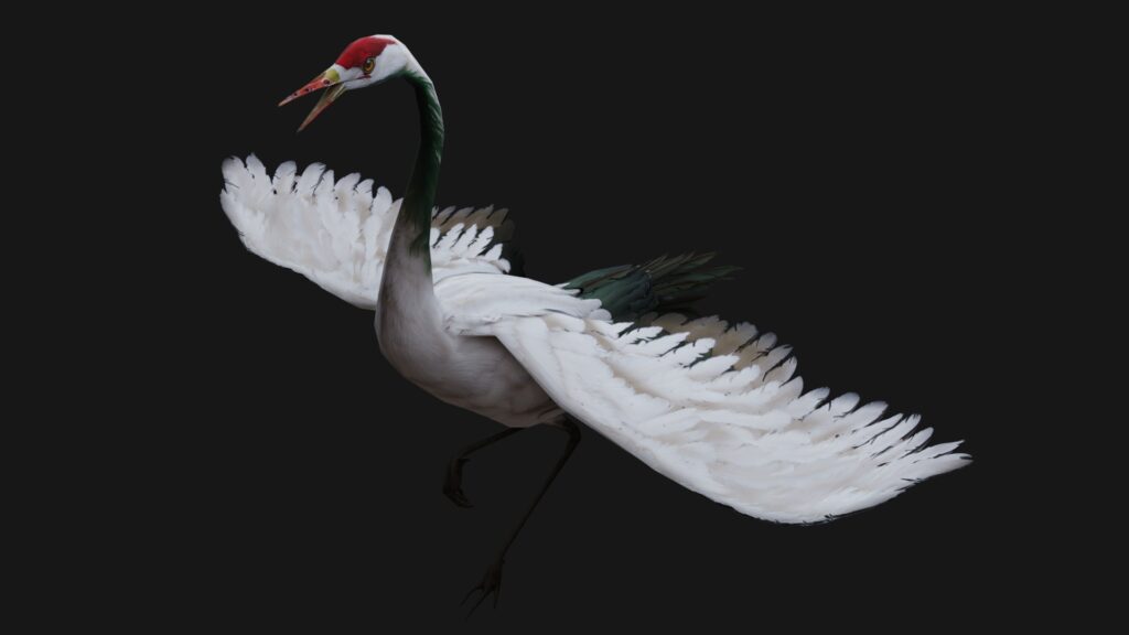 Pack_01 Bird Family - ANIMATED