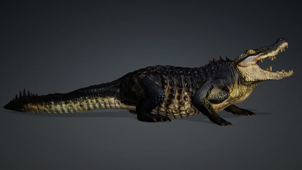 Crocodile - ANIMATED