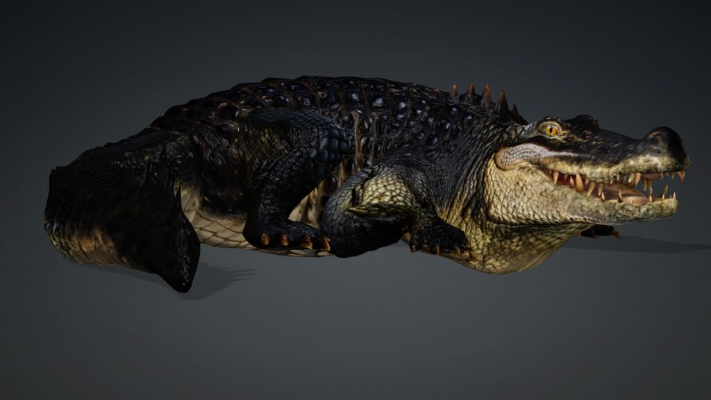 Crocodile - ANIMATED