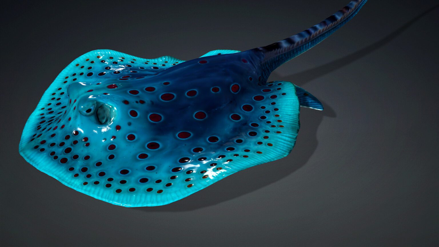 Ray Fish_A1 - ANIMATED