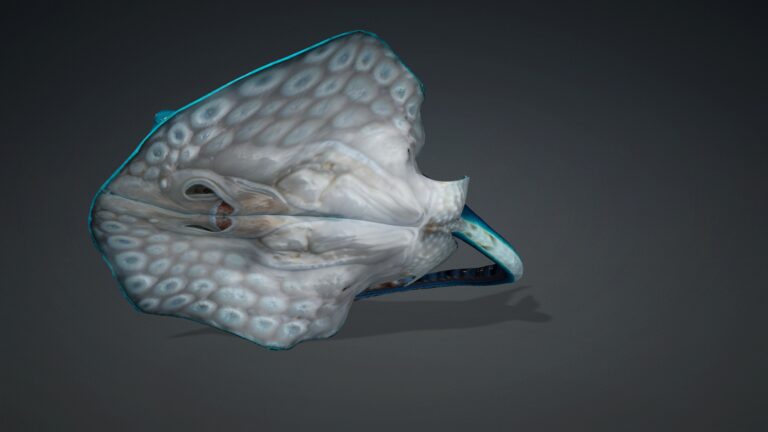 Ray Fish_A1 - ANIMATED