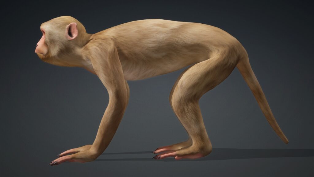Monkey_B1 - ANIMATED